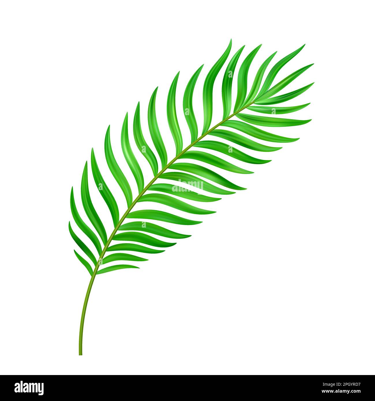 Jungle exotic leaf. tropical leaves Stock Vector Image & Art - Alamy