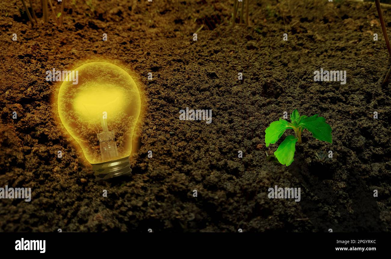 Light bulb in the soil with a green seedling growing from it Stock ...
