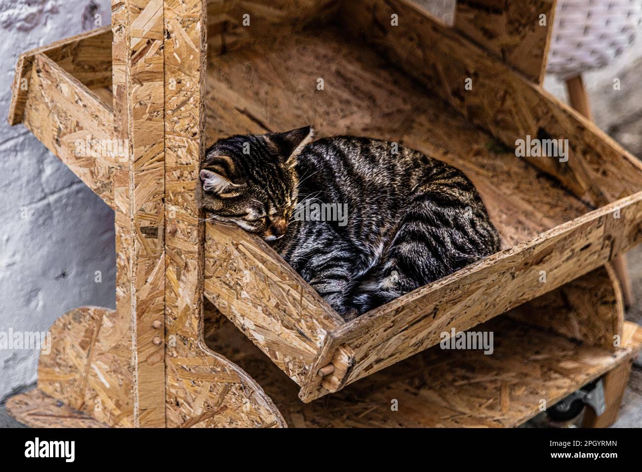 Cat in the winding streets with white houses, Lindos, Rhodes, Greece ...