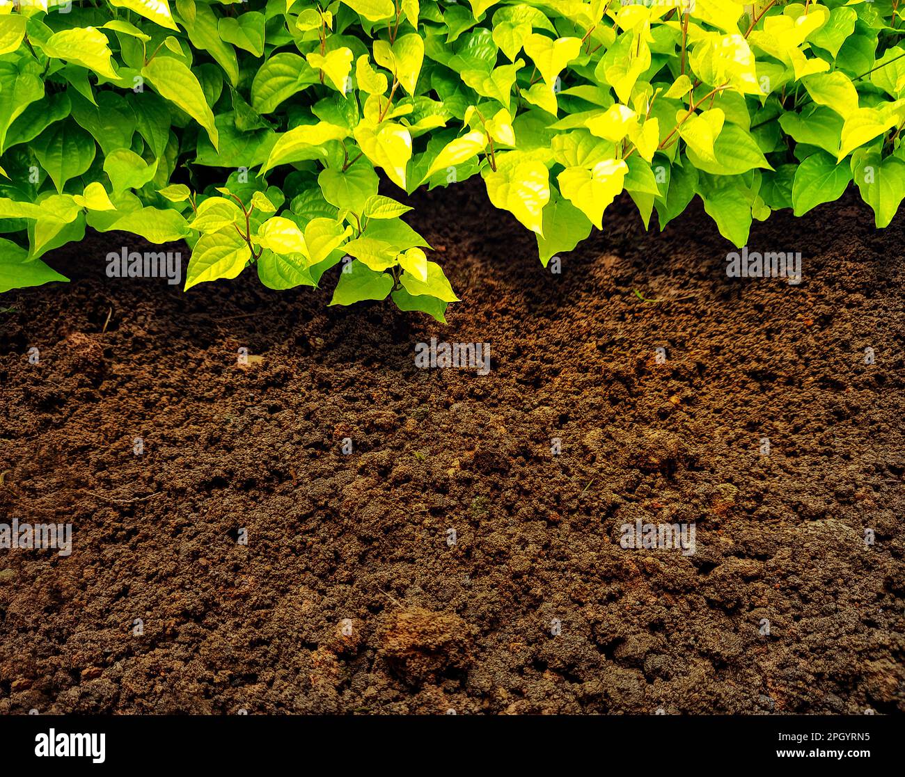 Green leaves on the ground in the garden. Natural background with copy ...