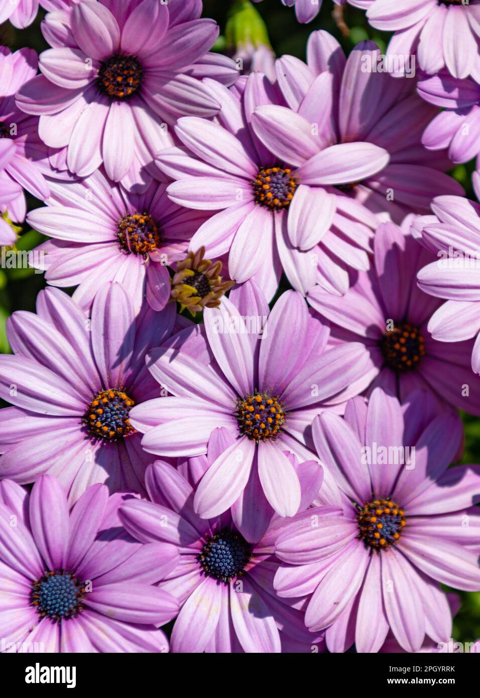 daisy flower background bright color. photo of daisy flower background ...