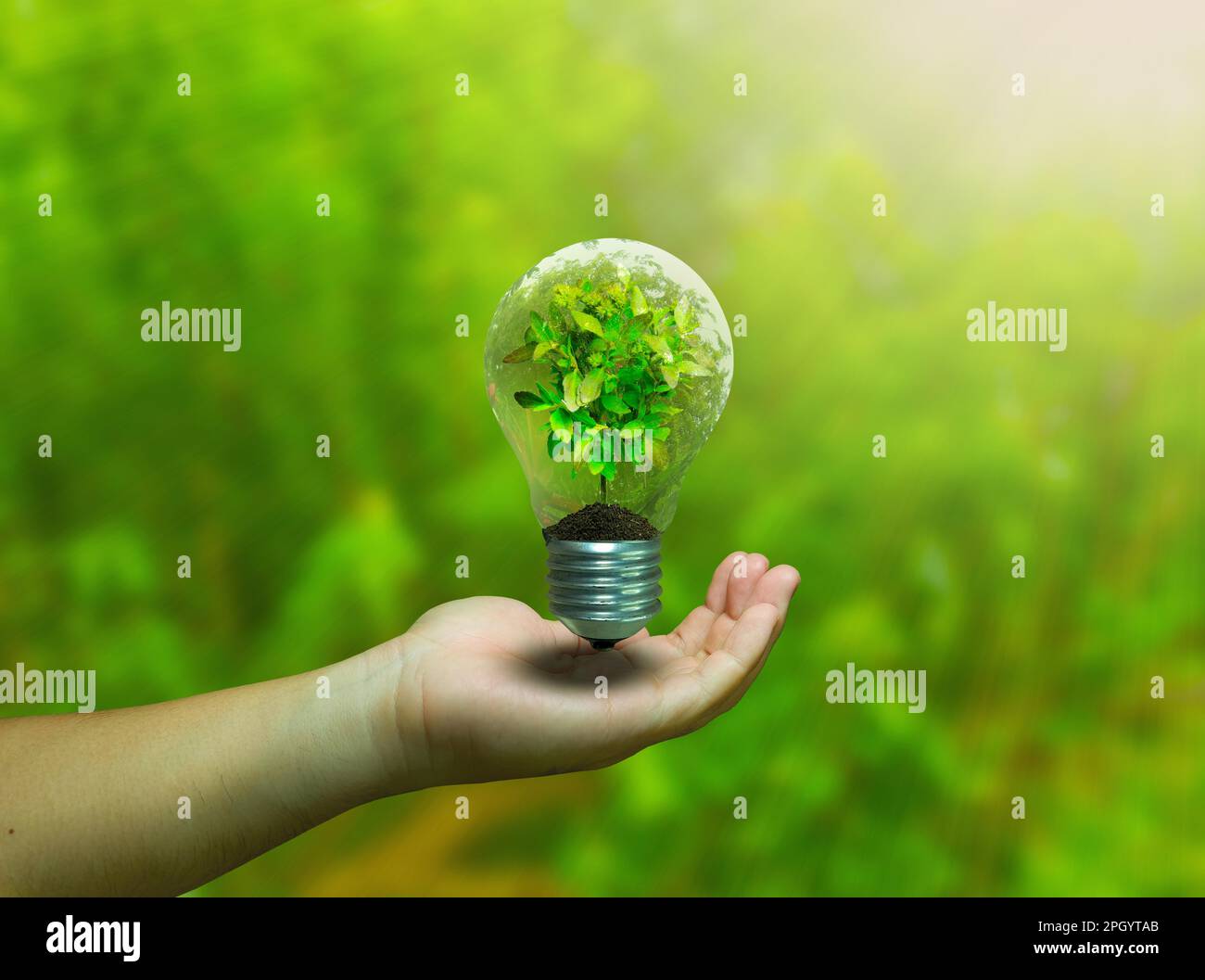 Light bulb with green plant in hand on blurred nature background ...