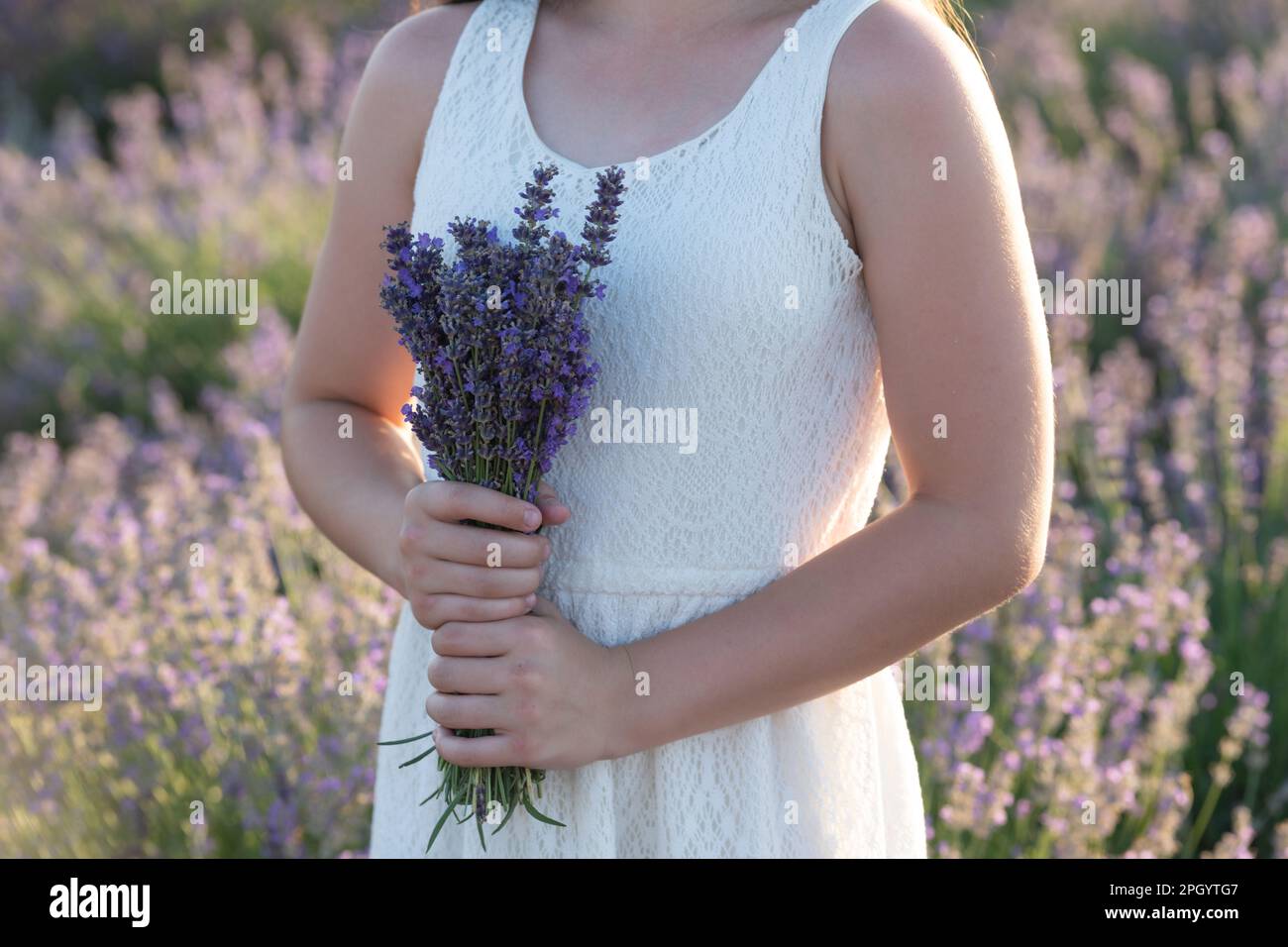 cropped view of girl in lavender field. girl in lavender provence. girl ...