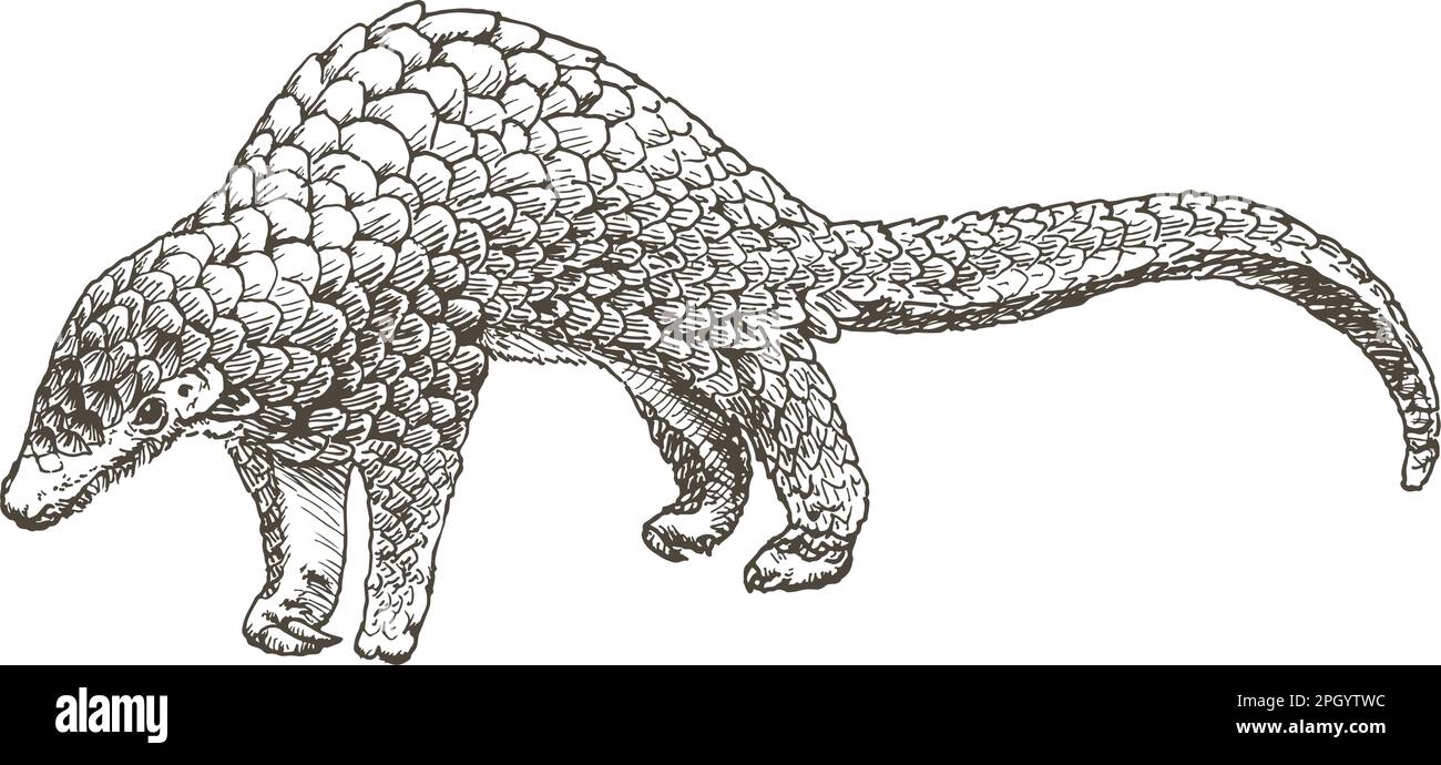 pangolin, Hand drawn, vector illustration Stock Vector Image & Art - Alamy