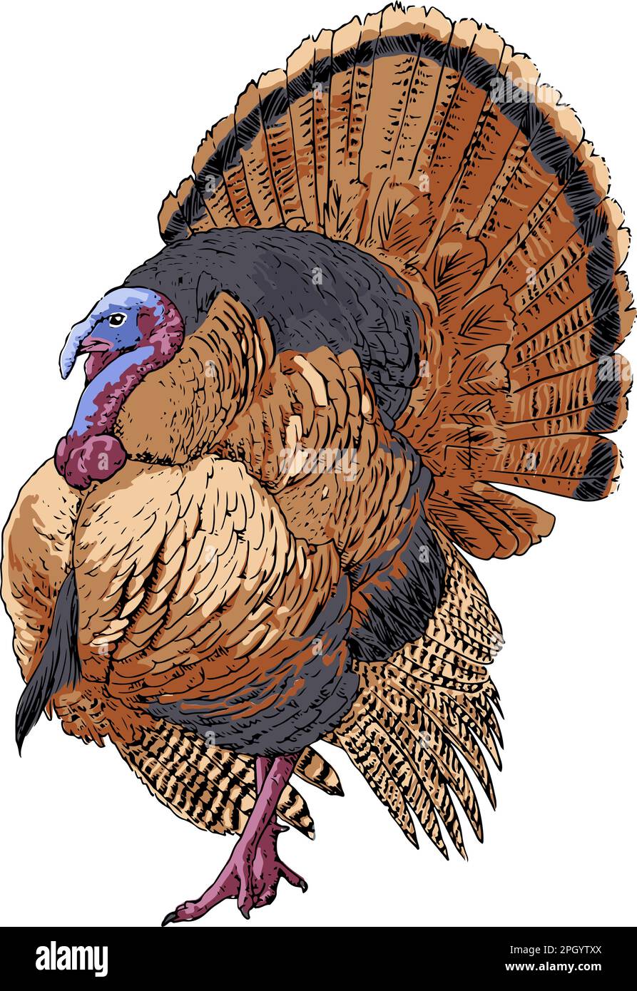turkey, Hand drawn, vector illustration with color Stock Vector Image ...