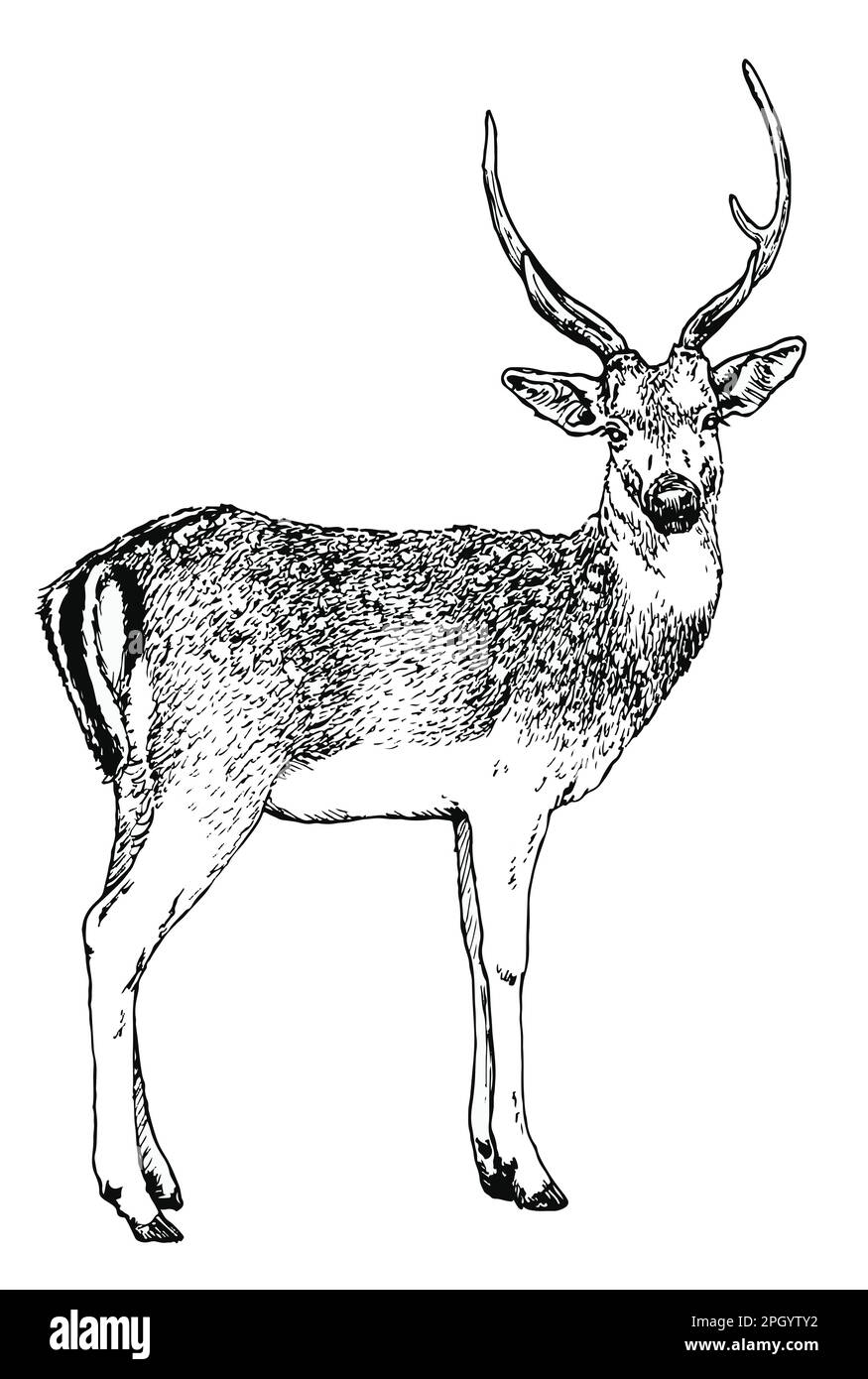 Philippine Spotted Deer Drawing