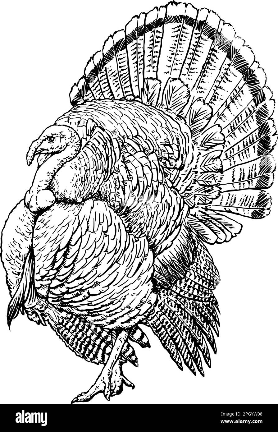 turkey, Hand drawn, vector illustration Stock Vector Image & Art - Alamy