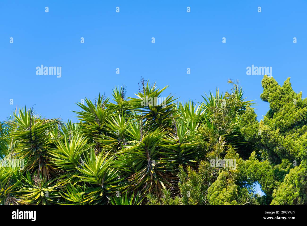 yucca exotic plant outdoor. yucca exotic plant outside. yucca exotic ...