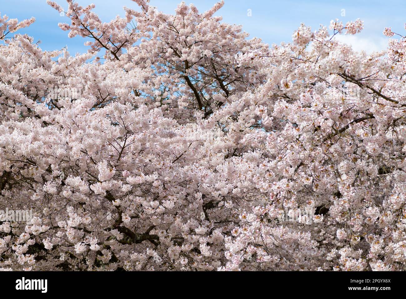 pink sakura tree flower blooming nature background in spring Stock ...