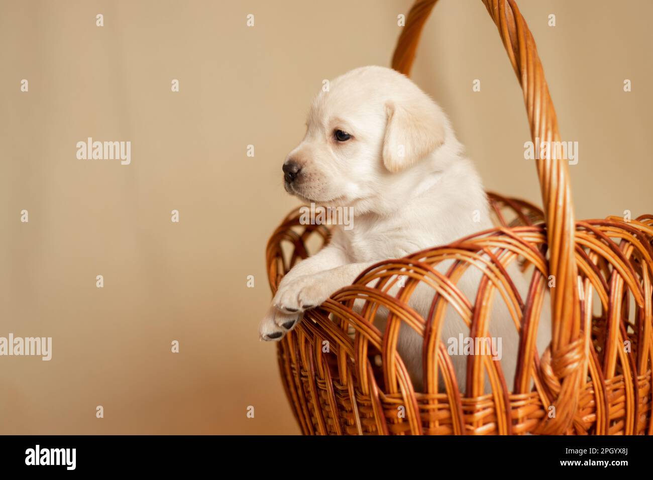Labrador puppies in a wicker basket in the studio, photo of dogs Stock ...