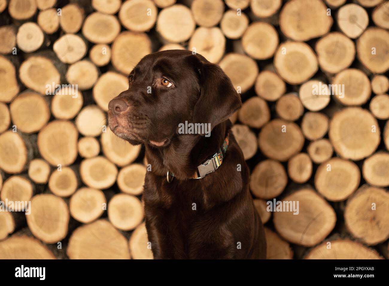 adult brown labrador sitting on the floor in the studio on a wooden ...