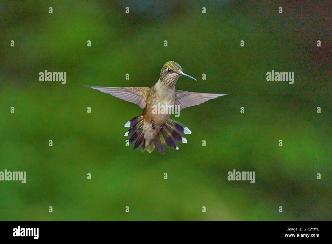 A hummingbird in flight against a natural backdrop Stock Photo - Alamy