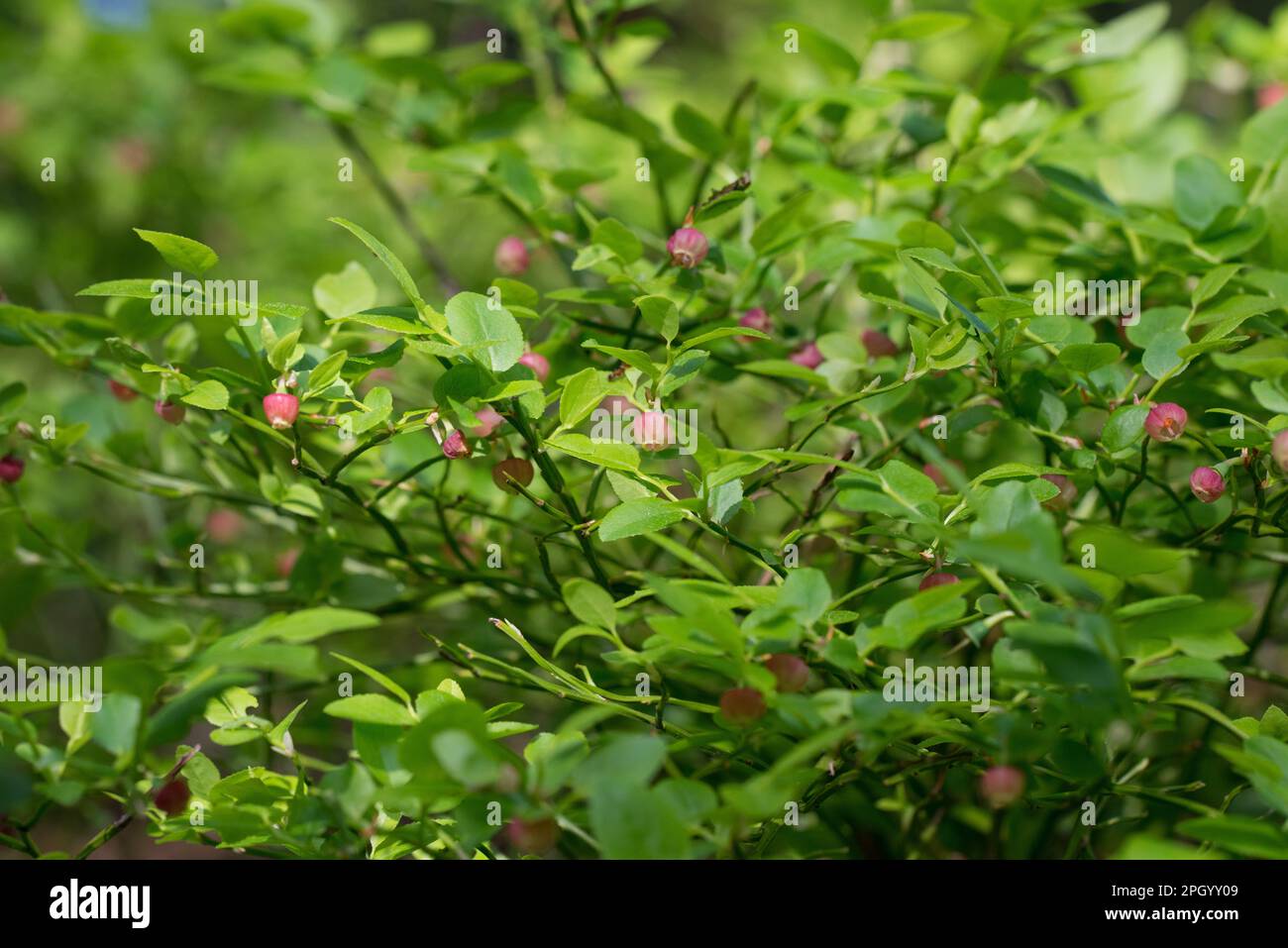 Ripe yet hi-res stock photography and images - Alamy