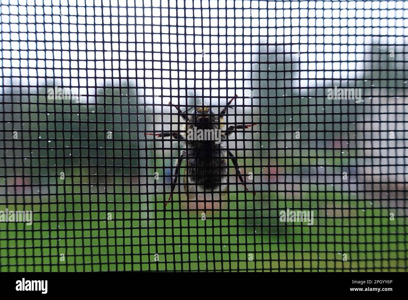 Bug screen door hi-res stock photography and images - Alamy