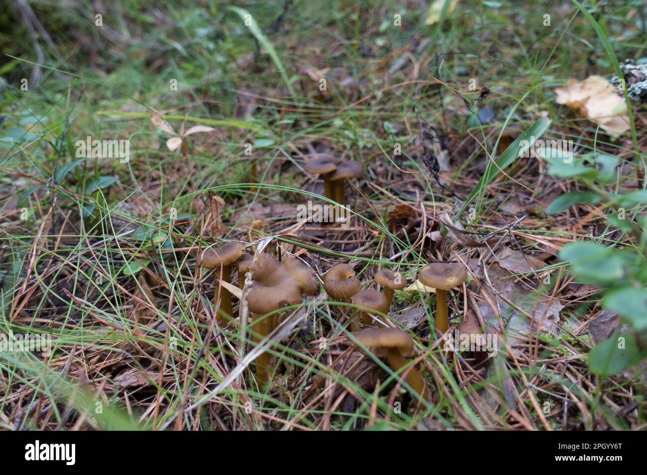 Yellowfoot hiding in the grass (Cantharellus tubaeformis Stock Photo ...