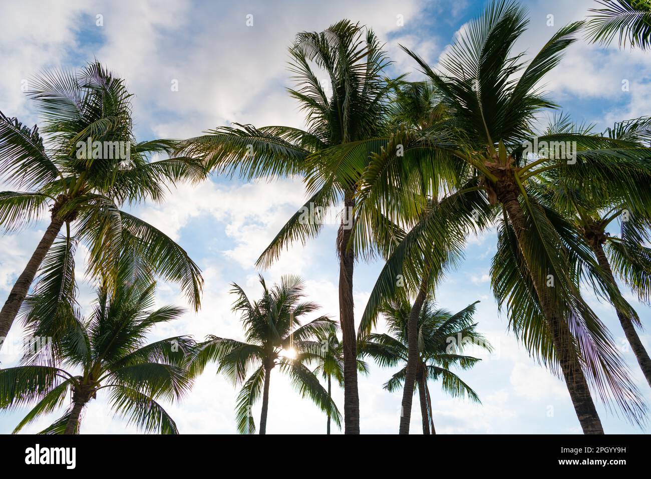 tropical summer palm tree. tropical summer palm tree on sky. tropical ...