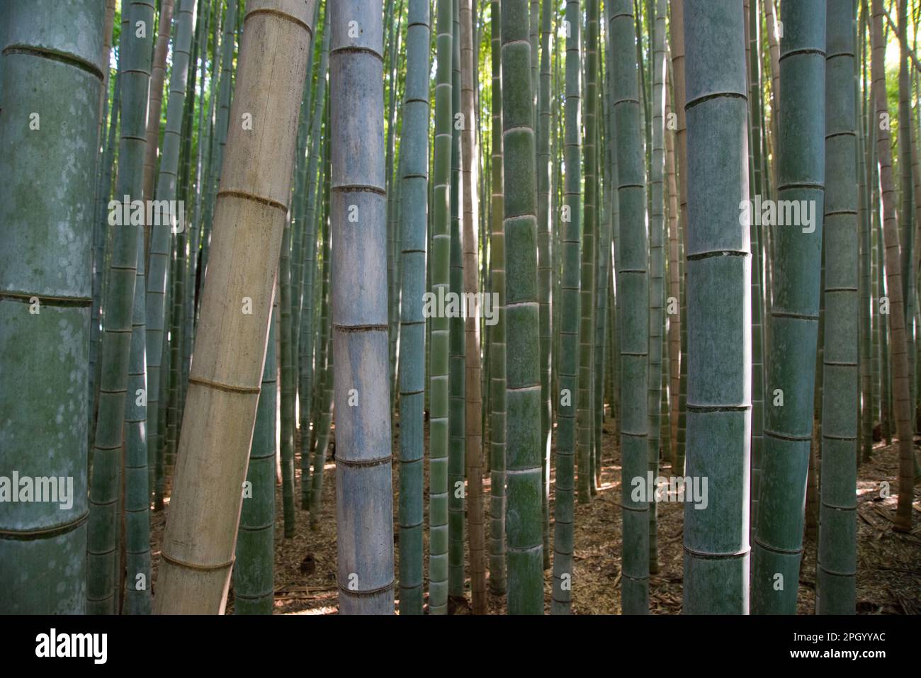 Bamboo forest in japan hi-res stock photography and images - Alamy