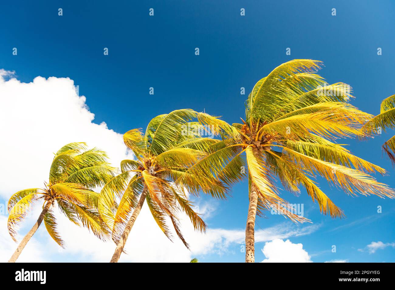 summer palm tree on sky background. image of summer palm tree. summer ...