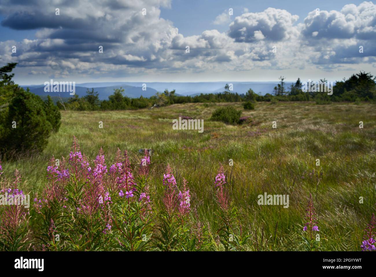 High moorland plain in the northern Black Forest. Panoramic view over ...