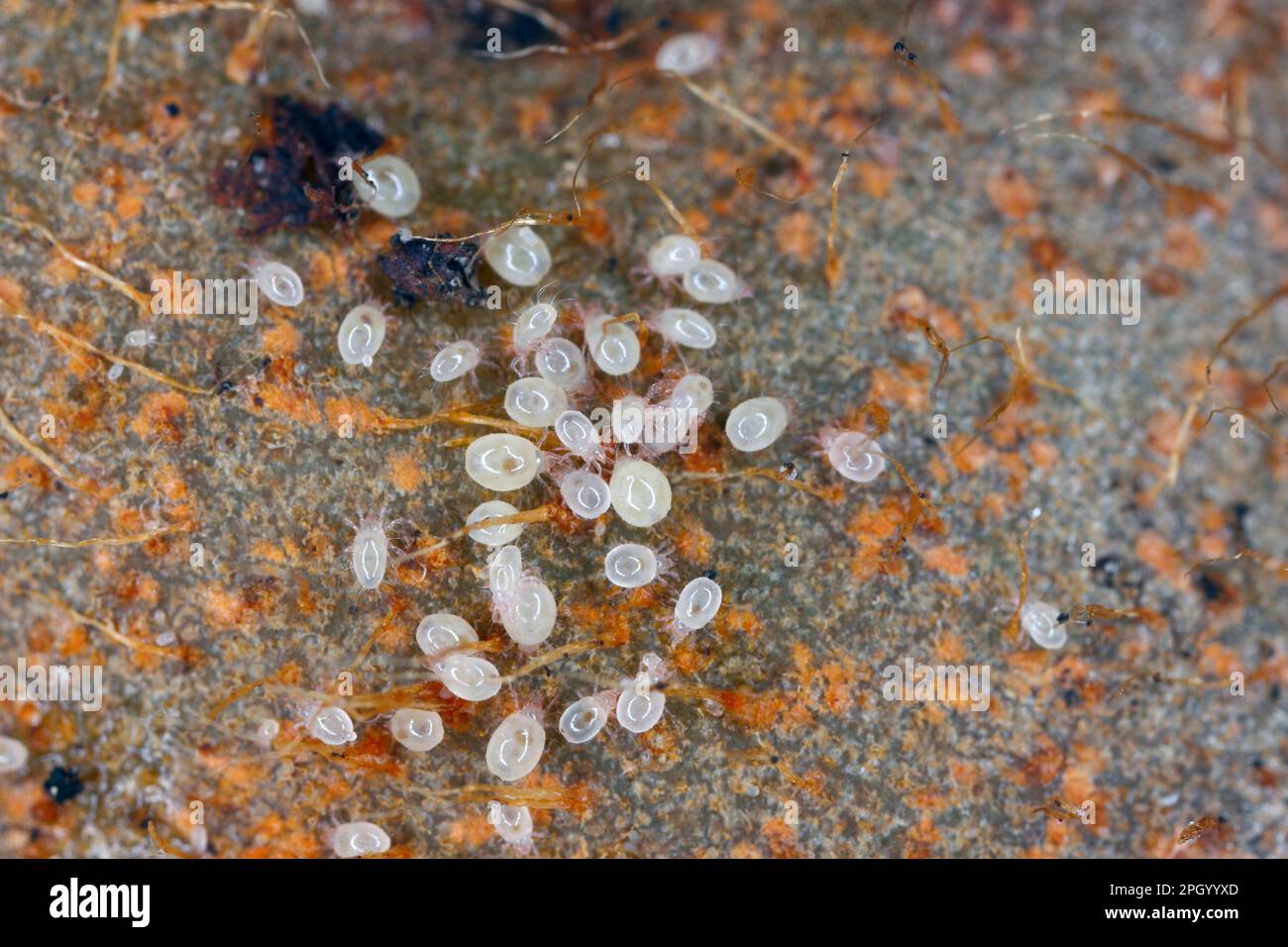 Mites, numerous species of tiny arthropods, members of the mite and ...