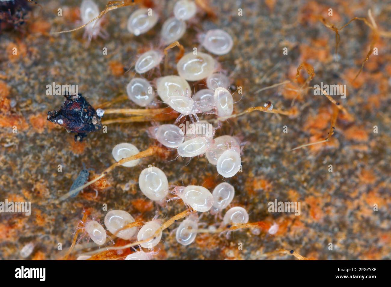Magnification of tiny Oribatid mites (Oribatida or beetle mites) of the ...