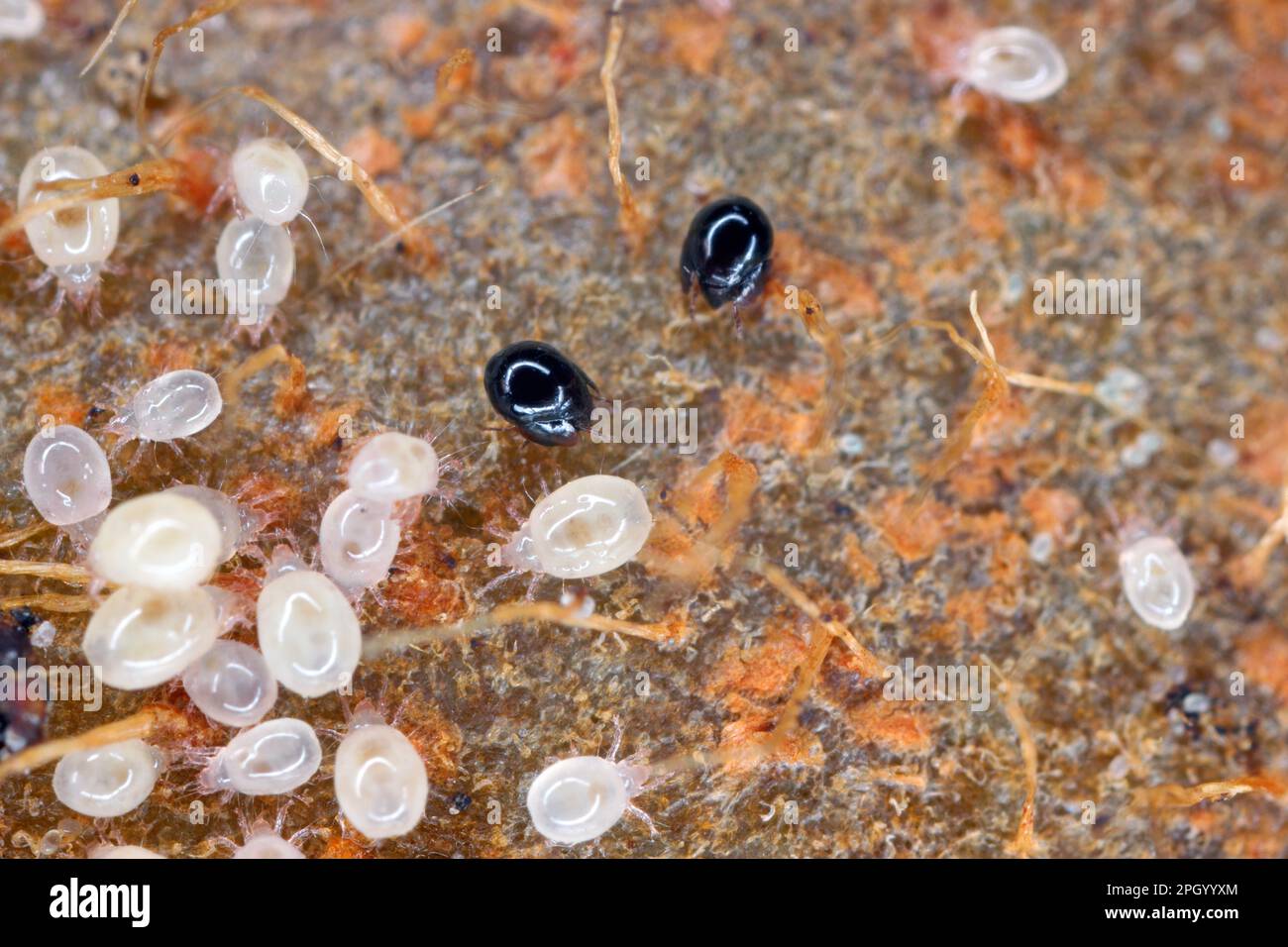 Magnification of tiny Oribatid mites (Oribatida or beetle mites) of the ...