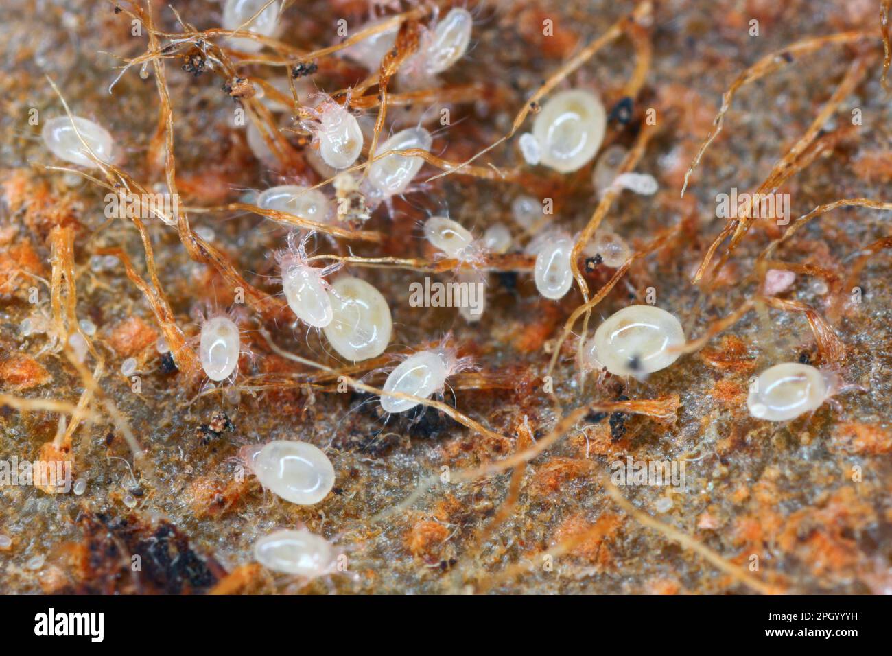 Mites, numerous species of tiny arthropods, members of the mite and ...