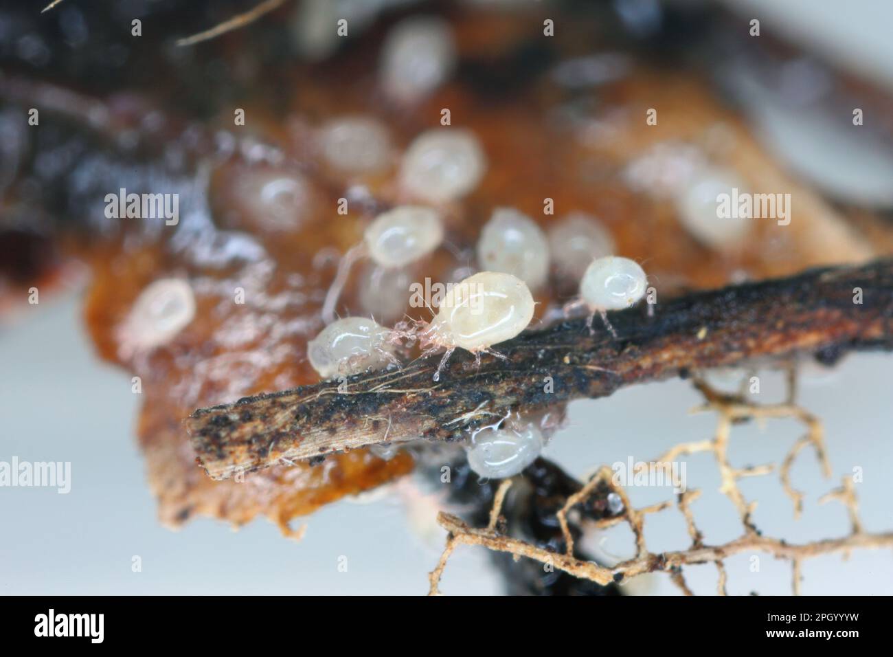 Mites, small arachnids (Acaridae, Oribatid moss mite, Oribatida) on the ...