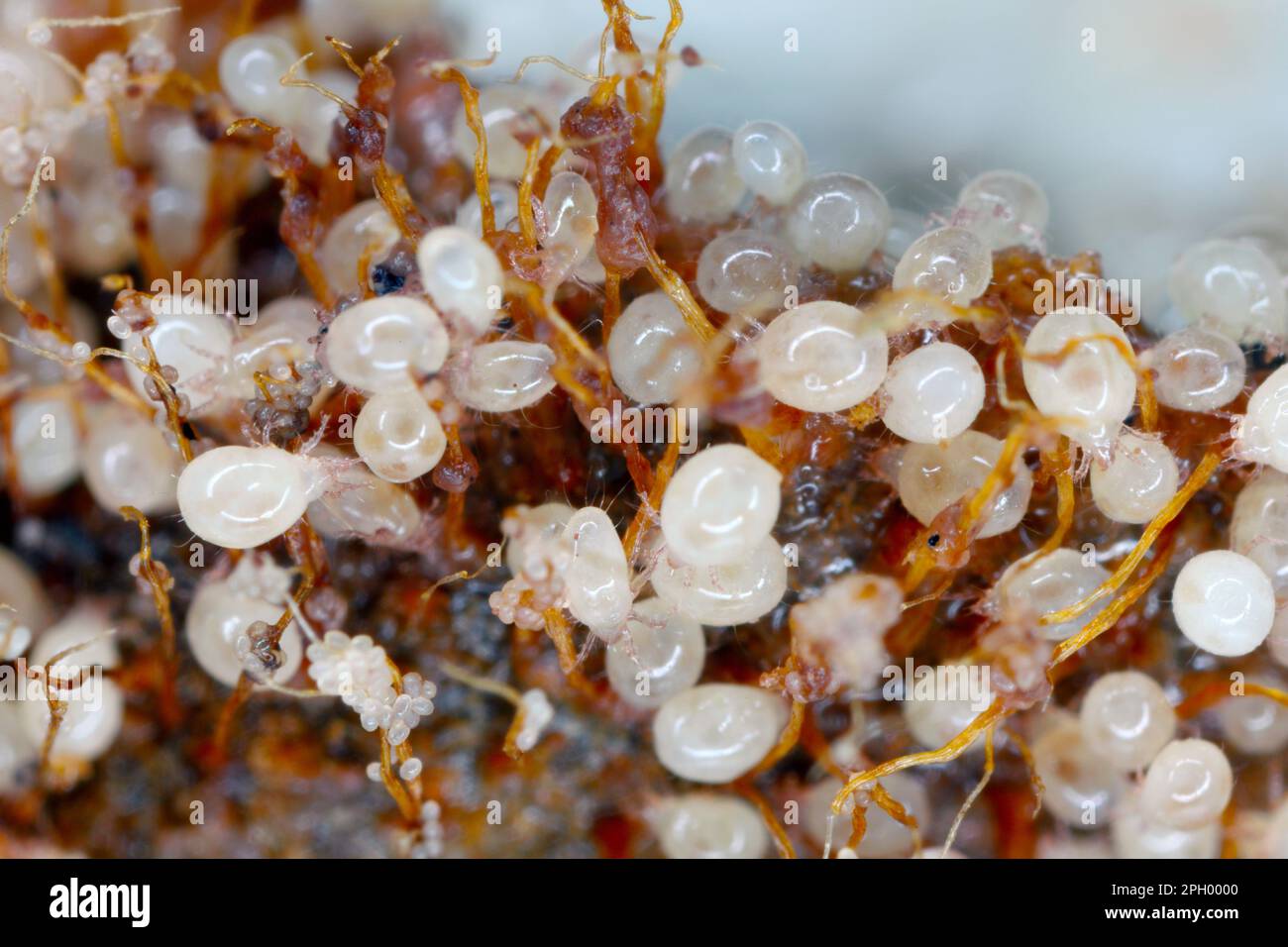 Grain mites Acarus siro. Small arachnids pests of food and supplies in ...