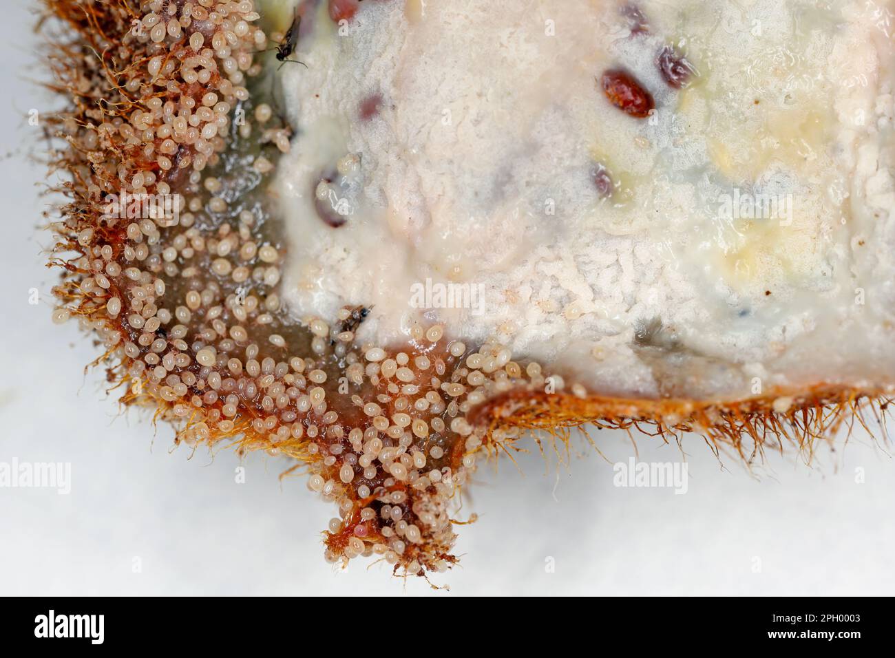 What Are Mites Grain