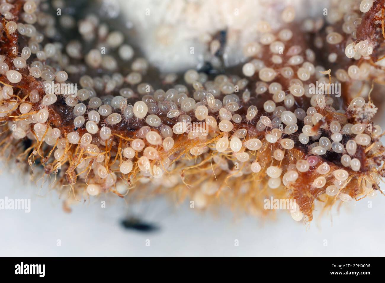 Mites, small arachnids (Acaridae, Oribatid moss mite, Oribatida) on the ...