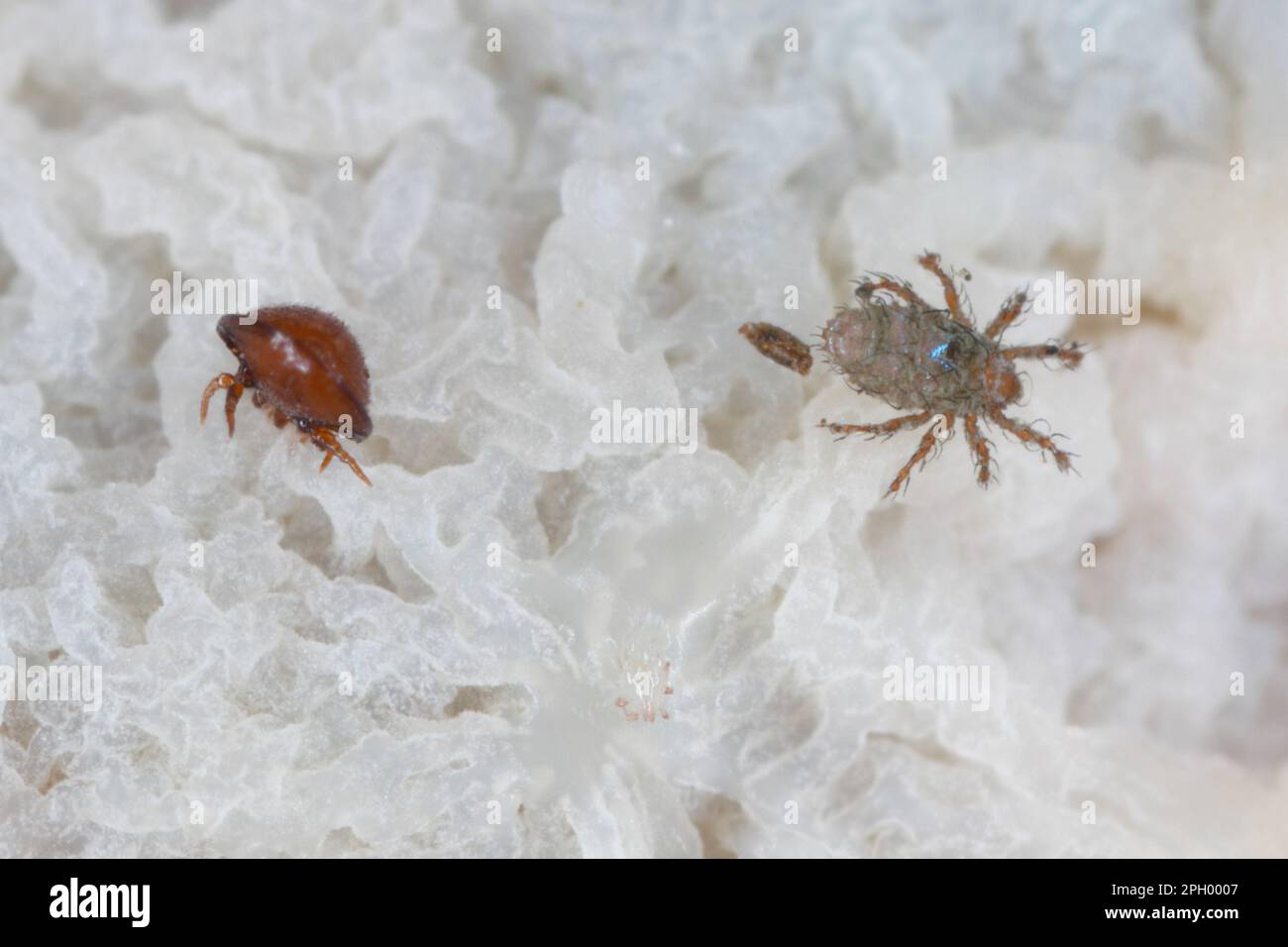 Oribatid moss mite (Oribatida). Small arachnids living in the soil or ...