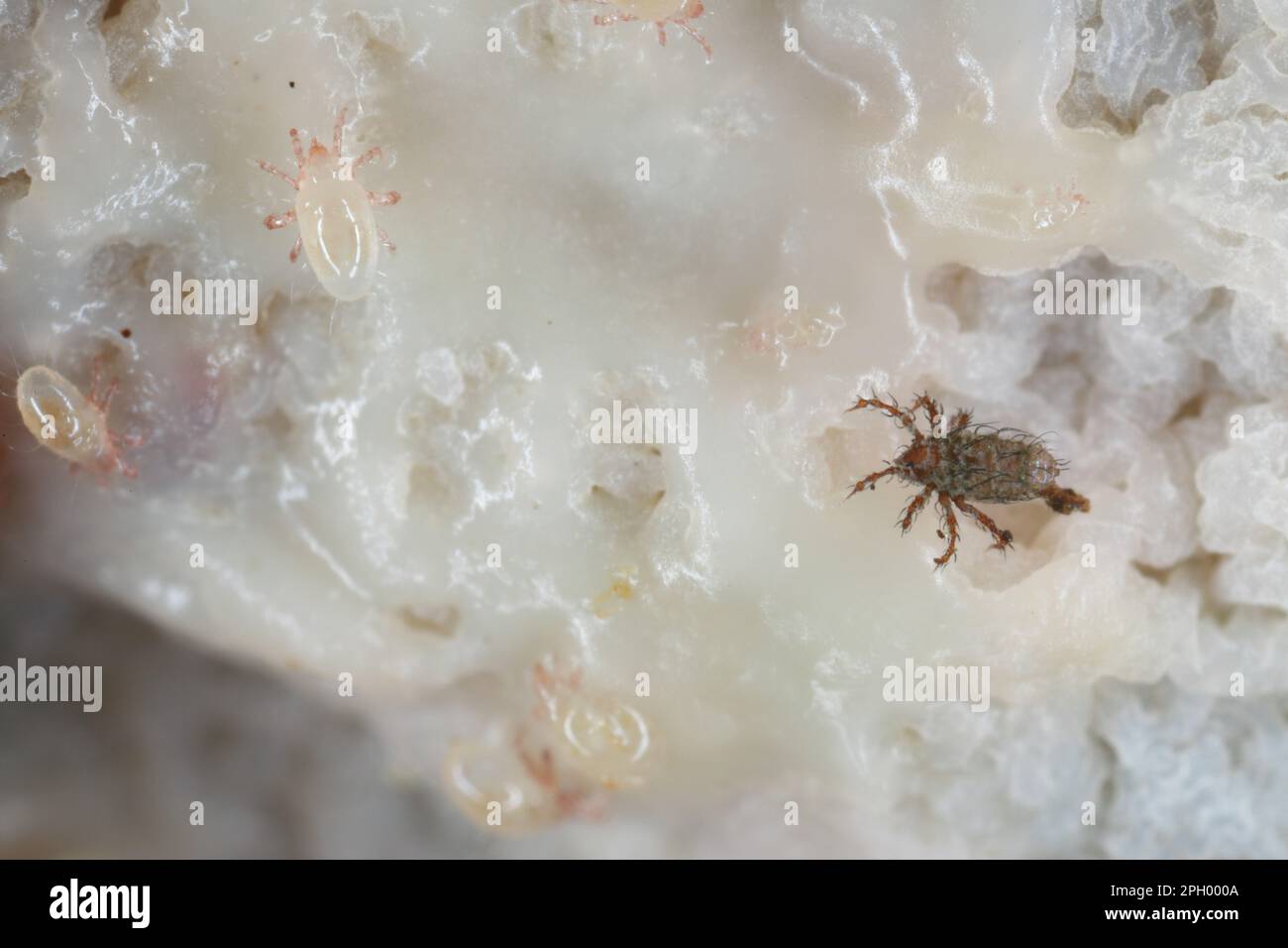 Magnification of tiny Oribatid mites (Oribatida or beetle mites) of the ...
