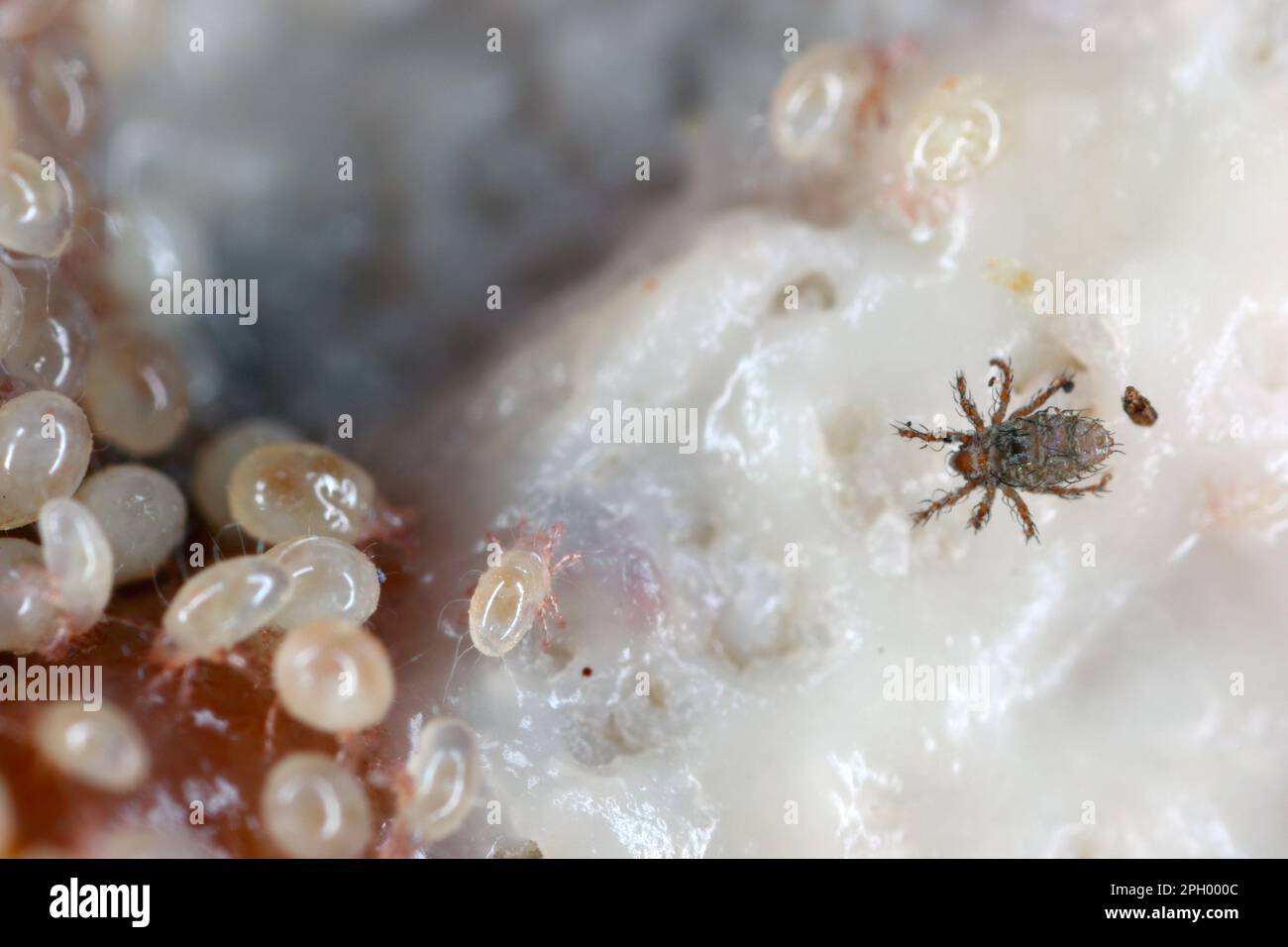 Magnification of tiny Oribatid mites (Oribatida or beetle mites) of the ...