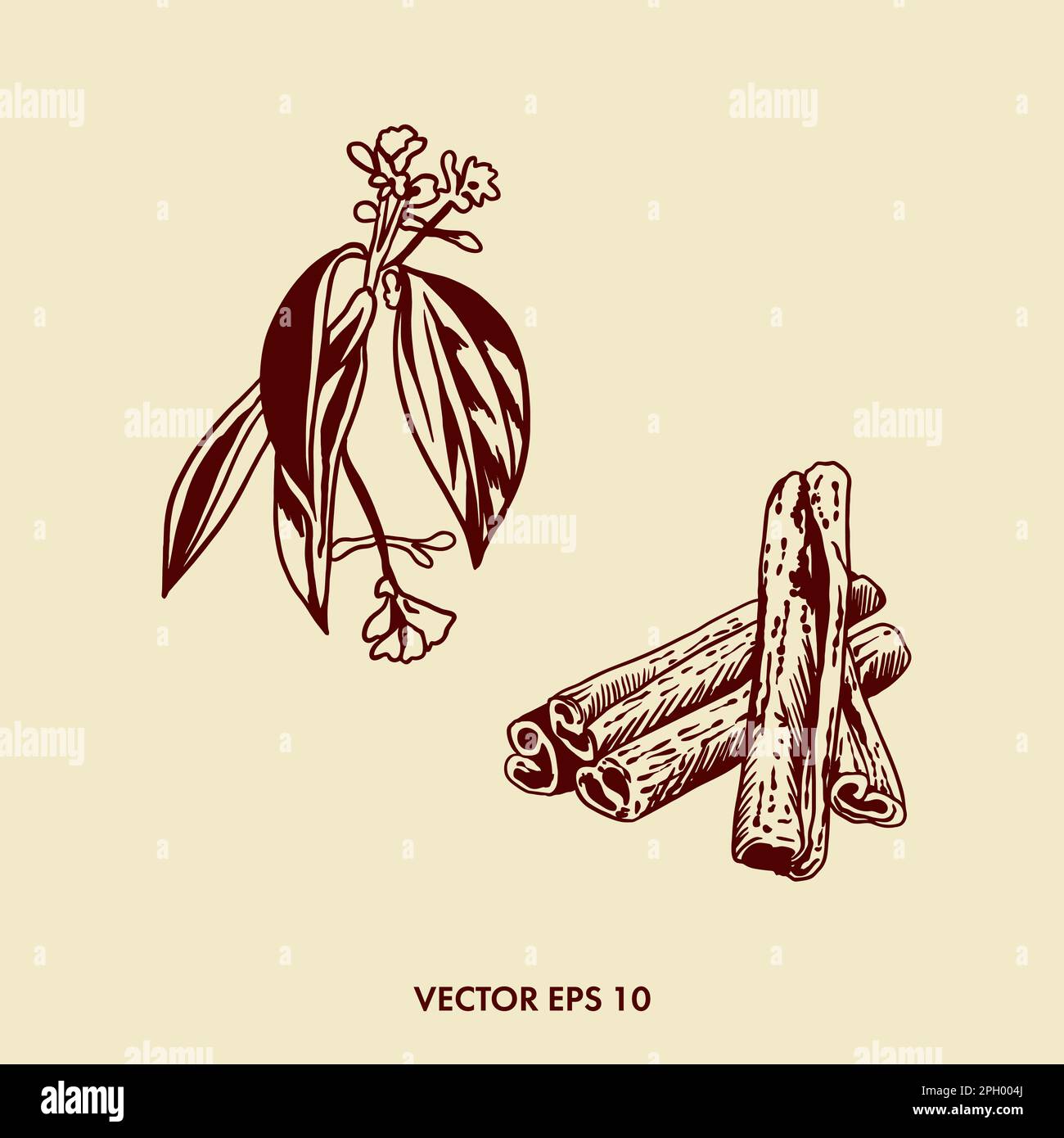 Hand drawn cinnamon . Vector hand drawn illustration Stock Vector Image ... Hand drawn cinnamon . Vector hand drawn illustration Stock Vector Image ...