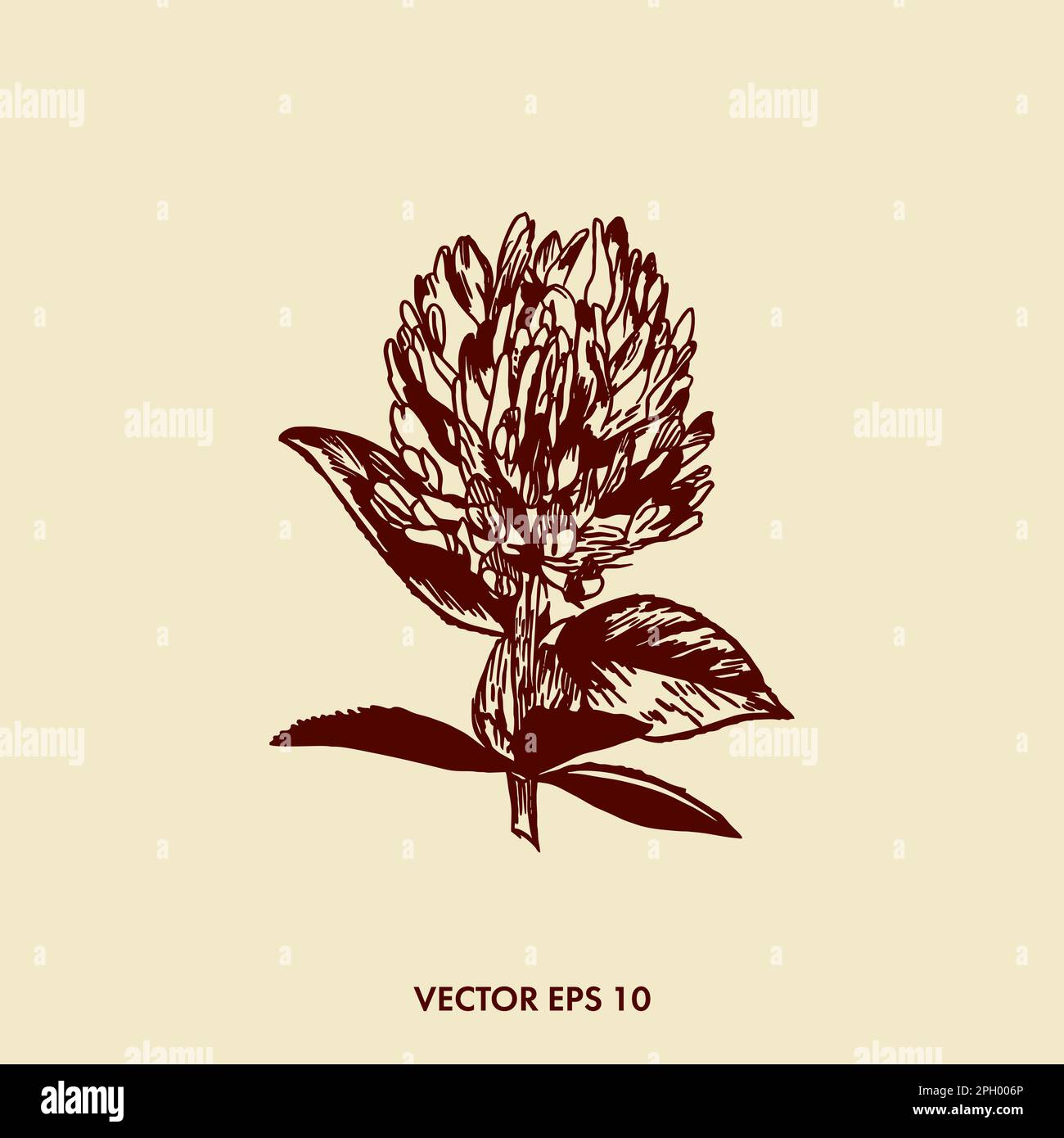 Clover flower botanical vector illustration Stock Vector Image & Art ...