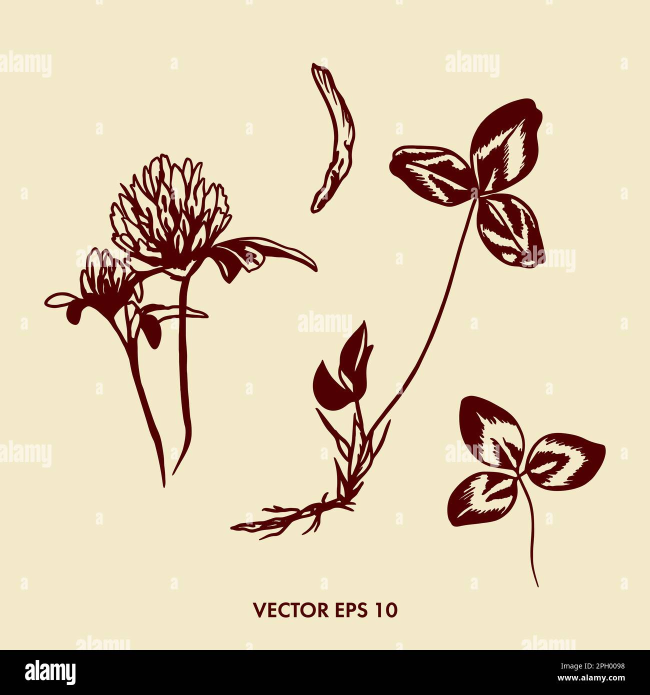 Clover botanical vector illustration. Clover vector image Stock Vector ...