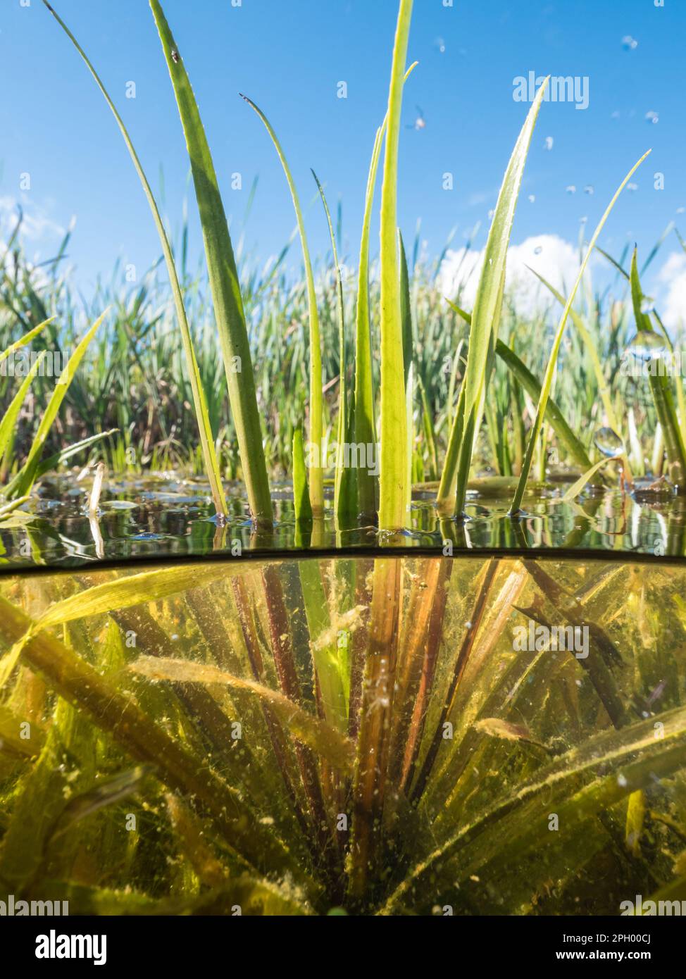 Underwater split shot of water soldier aquatic plant Stock Photo - Alamy