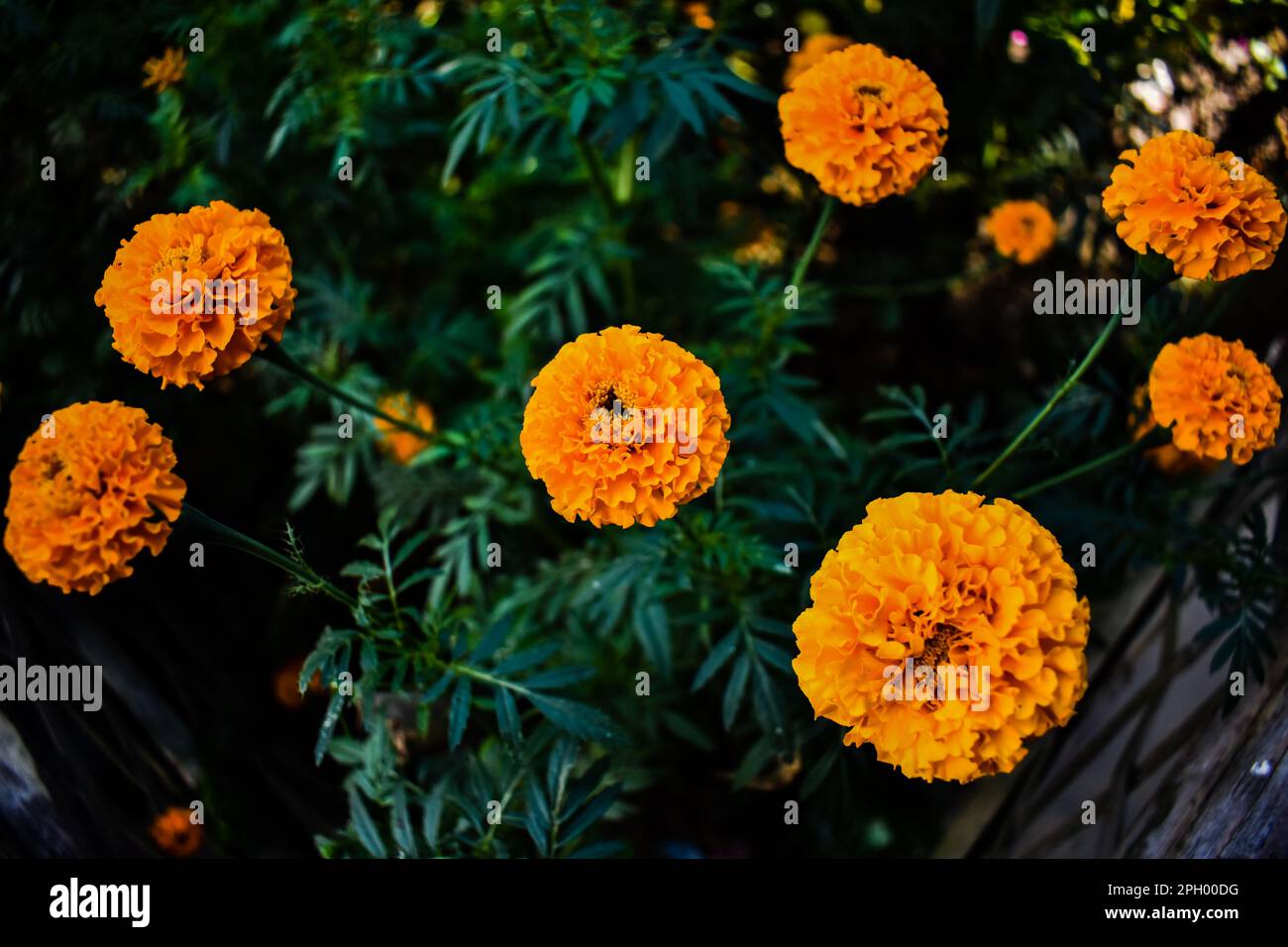 Marigold altar hi-res stock photography and images - Alamy