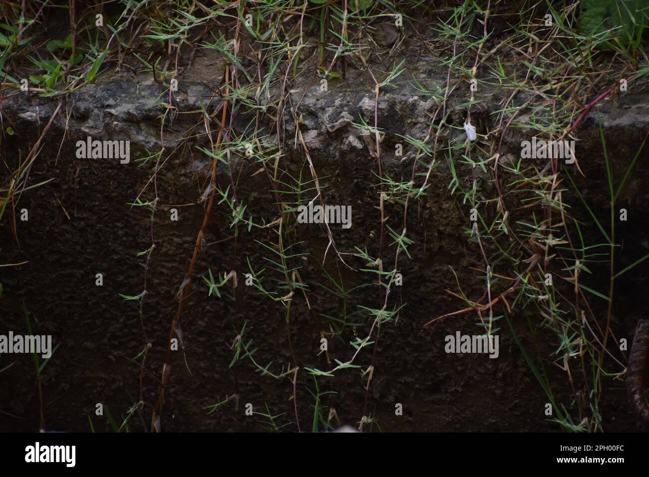 bermuda grass also known as Durba grass in India Stock Photo - Alamy