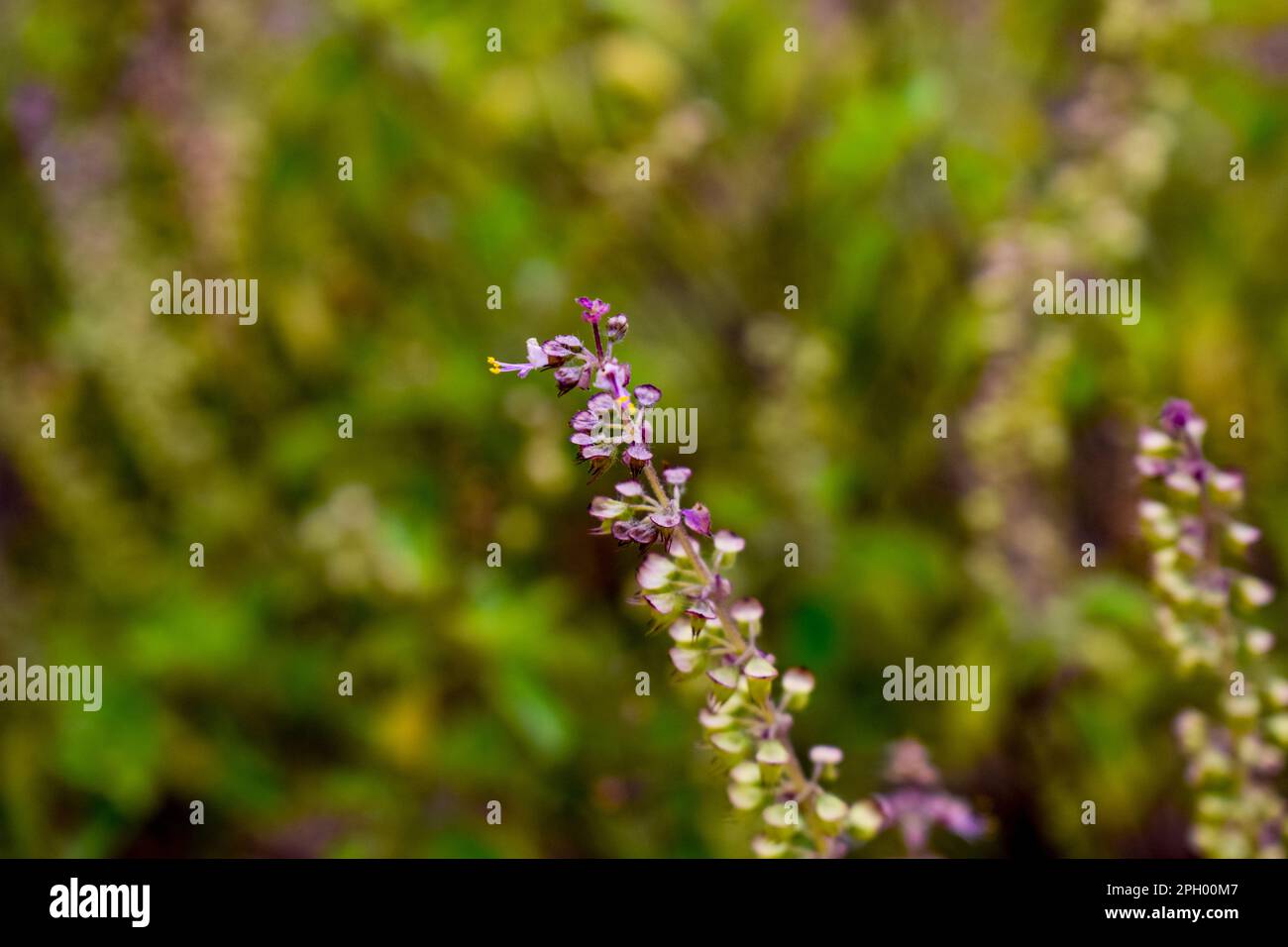 Tulsi plant hi-res stock photography and images - Alamy