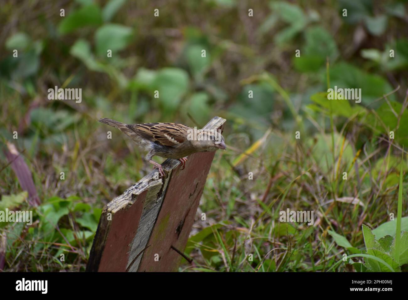 Wooden nest platform hi-res stock photography and images - Alamy