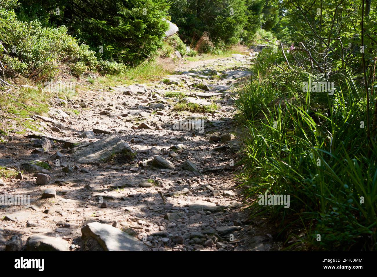 Stony hiking trail in the North Black Forest. Path is lined with green ...