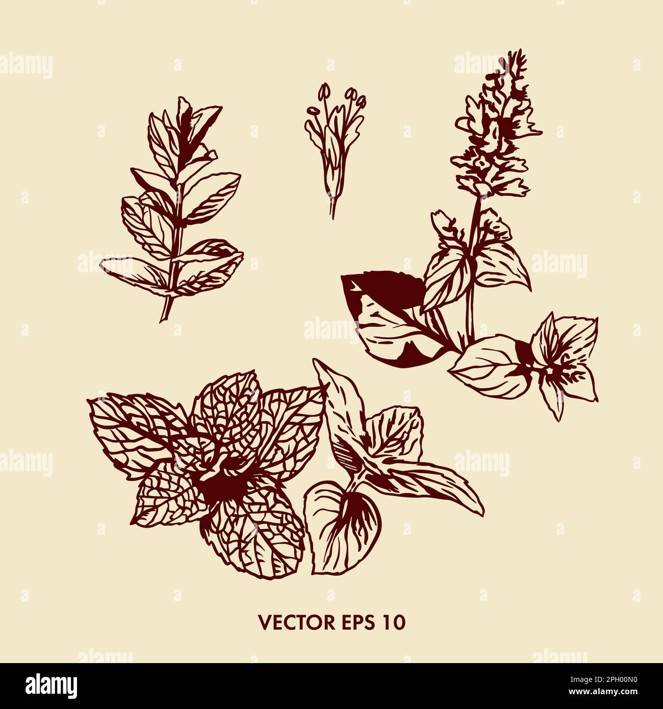 Mint vector illustration. Botanical illustration of mint flower and ...