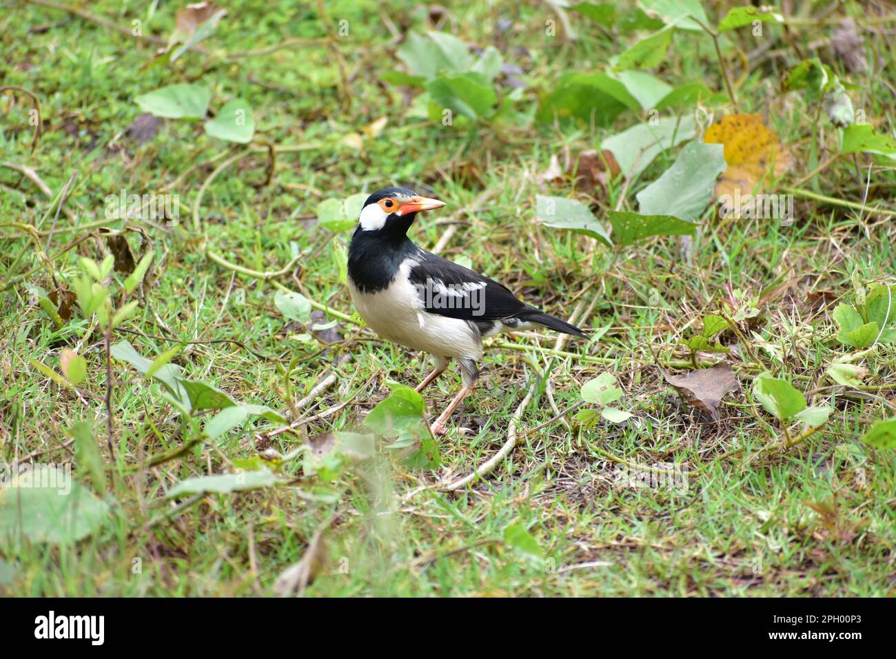 The Indian pied Myna (Gracupica contra) is a species of starling found ...