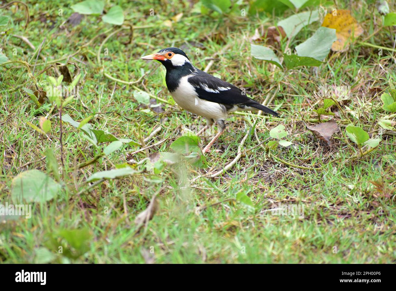 Species of starling hi-res stock photography and images - Alamy