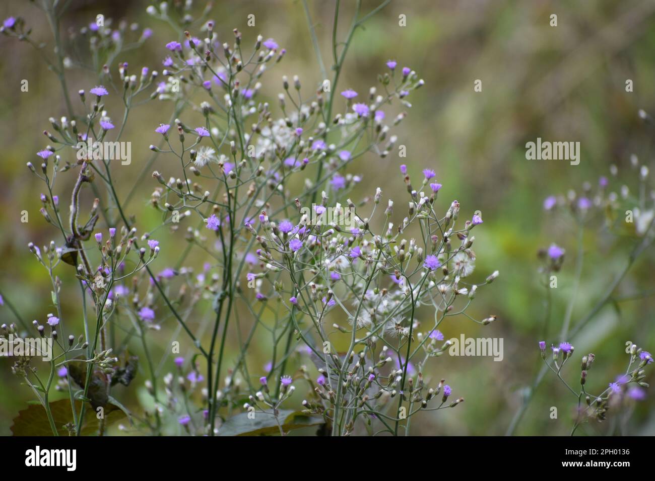 Thin purple branches hi-res stock photography and images - Alamy