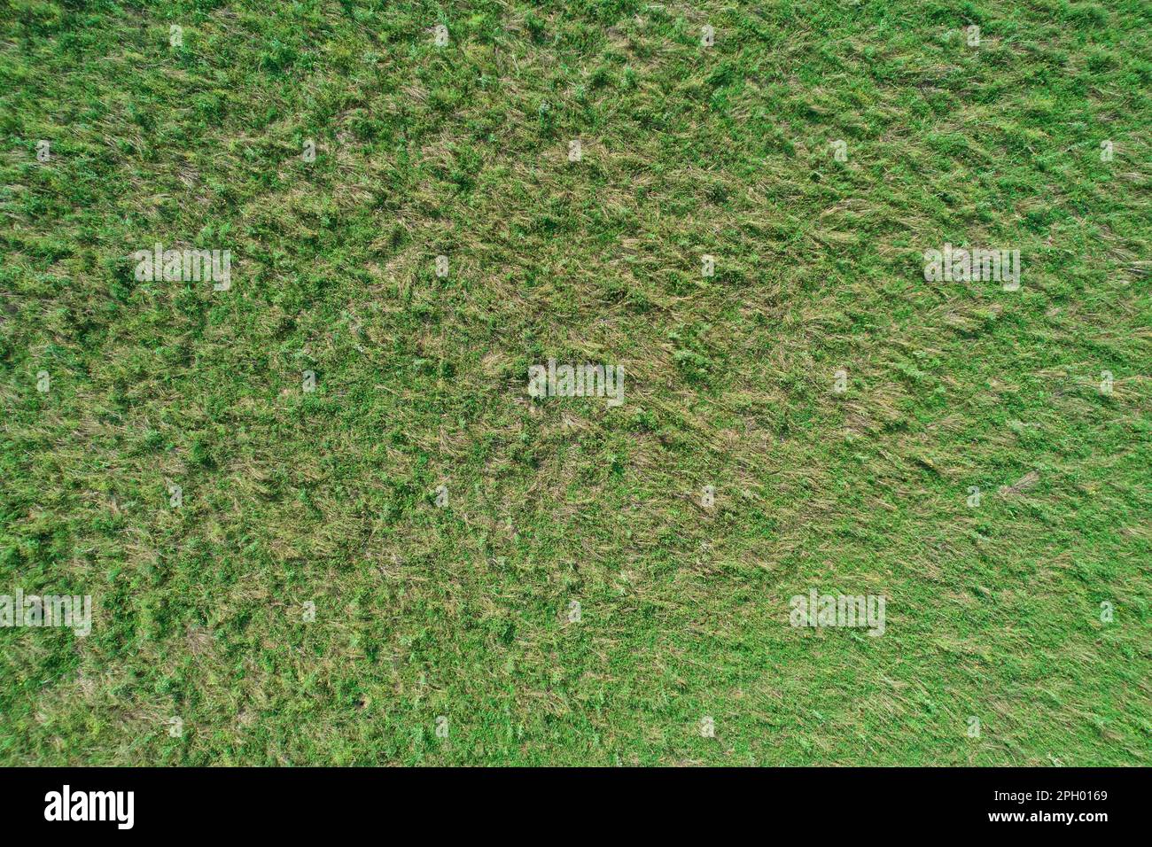 Aerial view of a wild flower field in summer. Hail has severely damaged ...