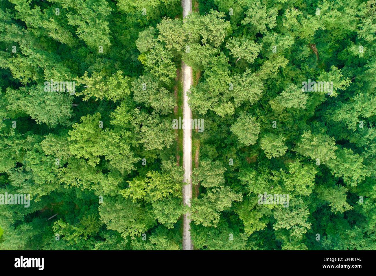 German mixed forest from above. Aerial view of green trees and a path ...