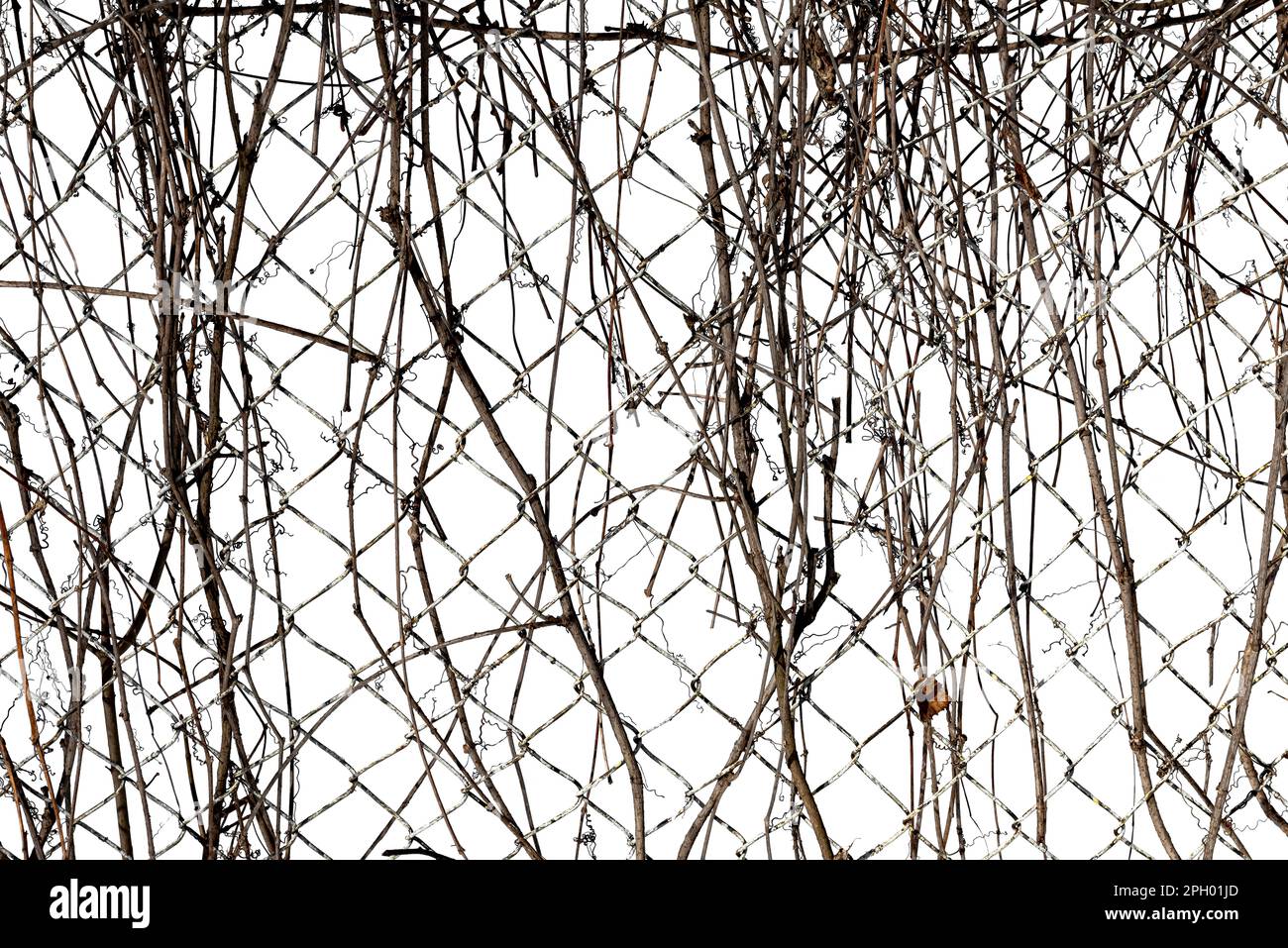 Dry branches and plants on a metal grid. Metal mesh isolated on white ...